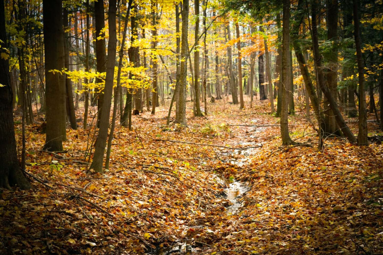 Photo Gallery | Maple View Campground